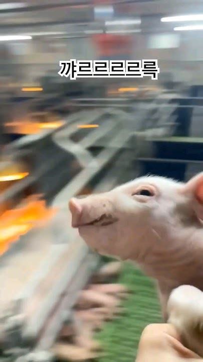 행복하면 돼지 Youtube