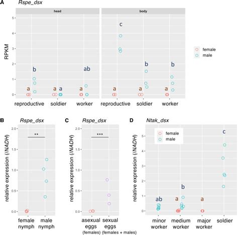 Evolutionary Transition Of Doublesex Regulation From Sex Specific Splicing To Male Specific