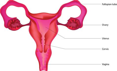 รูปภาพmyometrium เลือกดูภาพถ่ายสต็อก เวกเตอร์ และวิดีโอ552 Adobe Stock