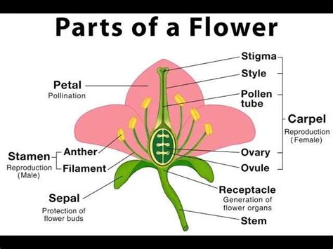 Flower Diagram Male And Female Parts Explanation