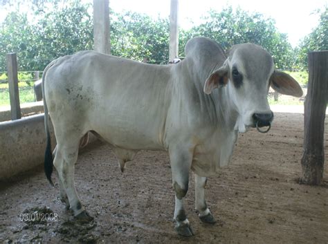 Characteristics Of Cattle Bos Indicus Cebu — Hive