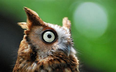Сова с выпученными глазами 41 фото красивые фото и картинки Pofoto Club