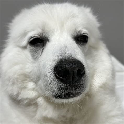 따가운 강아지 시선 강아지가 쳐다보는 이유 5가지 비마이펫 라이프