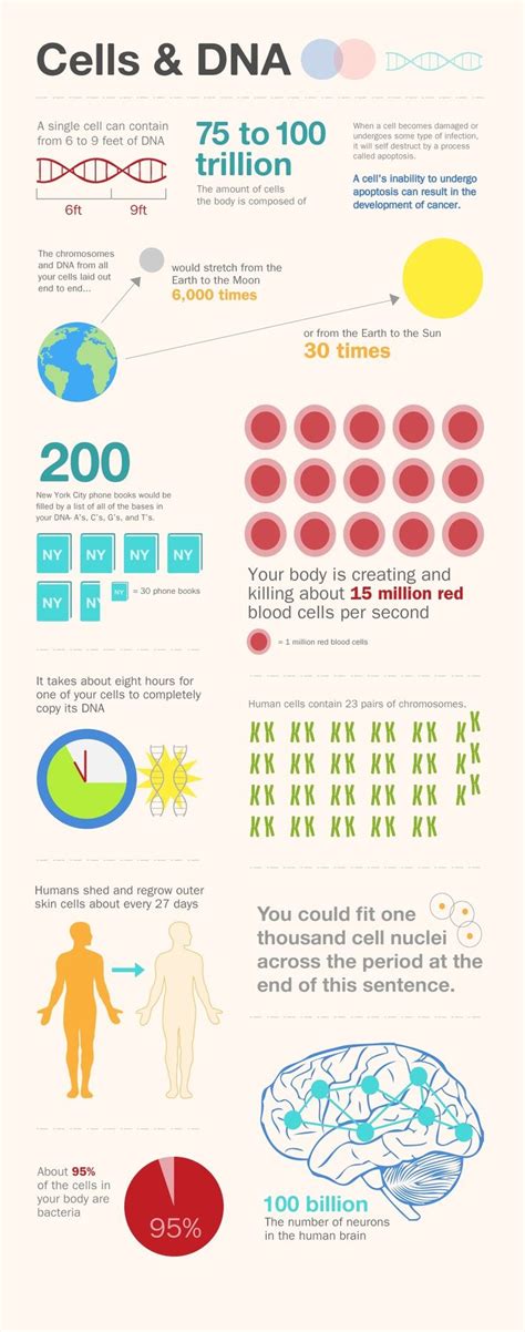 Best Cell Structure Function Images On Pinterest Cell Biology Life Science And Science Cells