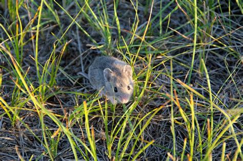 Seeing ‘evolution In Real Time Mice Blend In To Survive Nova Pbs