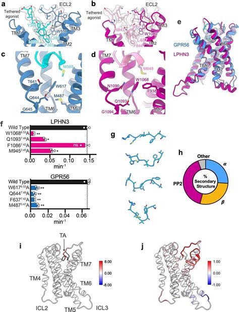 Additional Structural Elements Involved In The Active Conformation Of Download Scientific