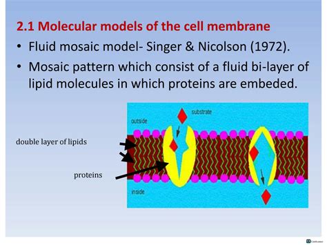 SOLUTION Structure And Function Of Cell Wall And Cell Membrane Short Note Bsc St Year Studypool