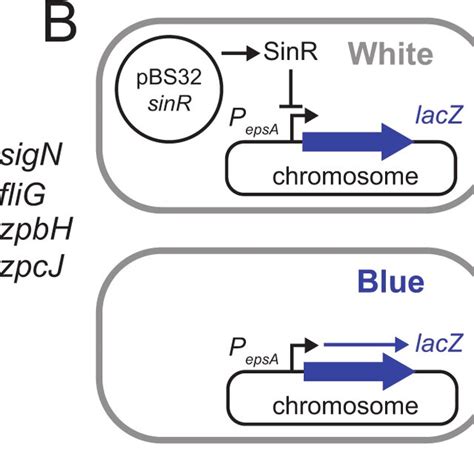 Plasmid Curing Prevents Death A Pcr Analyses Of Representatives Of