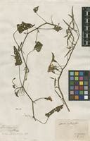 Ipomoea Reptans In Global Plants On Jstor