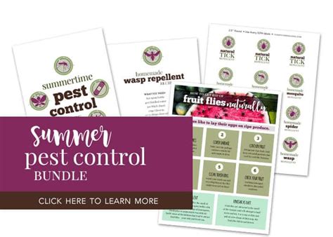 How To Get Rid Of Wasp Nest Five Spot Green Living