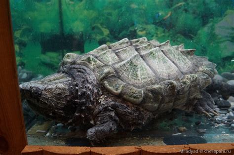 Macrochelys temminckii (Грифовая черепаха) - Черепахи.ру
