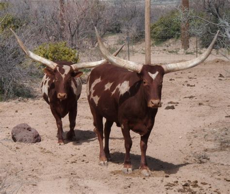 Dem Horns Is Big By Nadsatbabushka On Deviantart Dem Horns Is Big By Nadsatbabushka On Deviantart