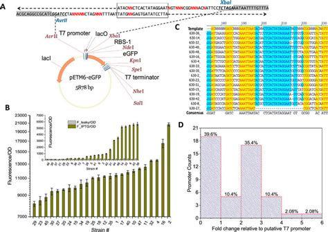 The Terminator Sequence Of The T7 Promoter Genspark