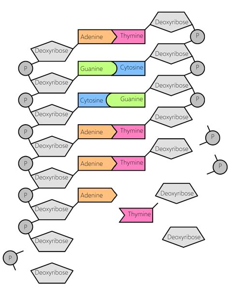 Dna Replication Paper Model