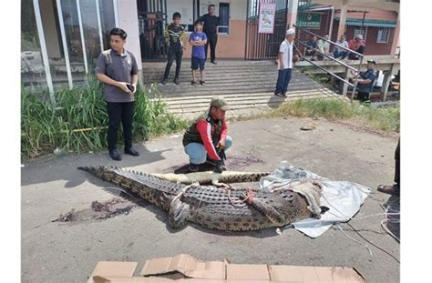 Croc Weighing 100kg Among Three Caught In Beaufort Sabah The Star