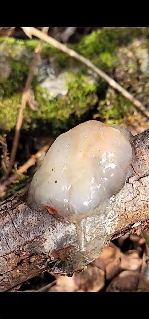 Strange Whitish Clear Blob R Fungi