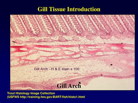 Meaning Of Gill Arch At Nathan Oneill Blog