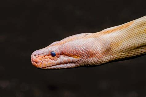 Premium Photo Cropped Image Of Burmese Python