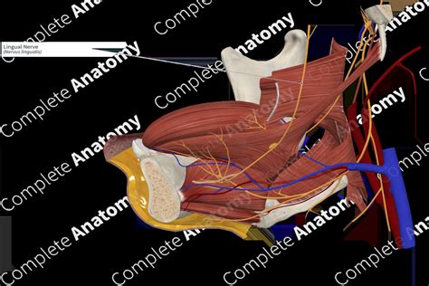 Lingual Nerve Complete Anatomy