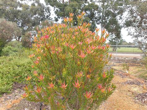 Leucadendron Safari Sunset Muchea Tree Farm