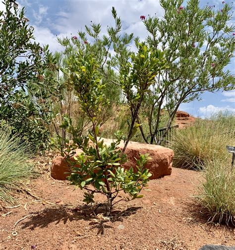 Dwarf Strawberry Tree Red Hills Desert Garden Wcwcd