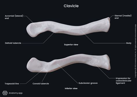 Clavicle Anatomyapp