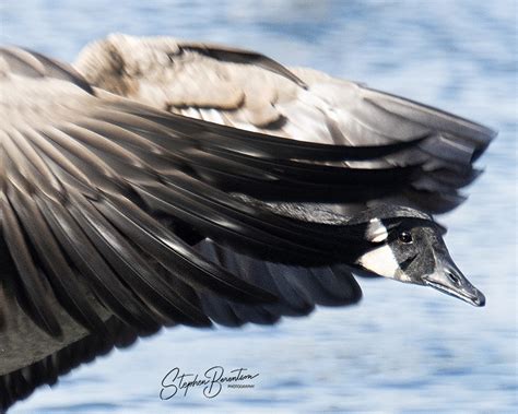 Canada Geese Hang Out On Fidalgo In The News Anacortes Today