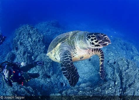 Photographing Sea Turtles