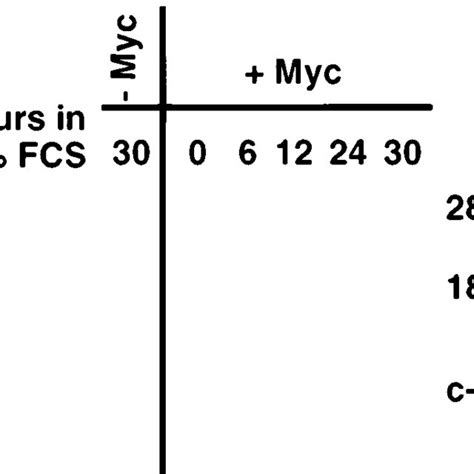 Maintenance Of Elevated C Myc Expression Upon Serum Starvation Download Scientific Diagram