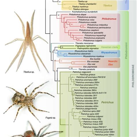 Ml Total Evidence Tree 50 Bootstrap Cut Off Value Inferred From The Download Scientific