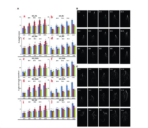 A Root System Architecture Rsa Parameters Of The Two Crops Rice