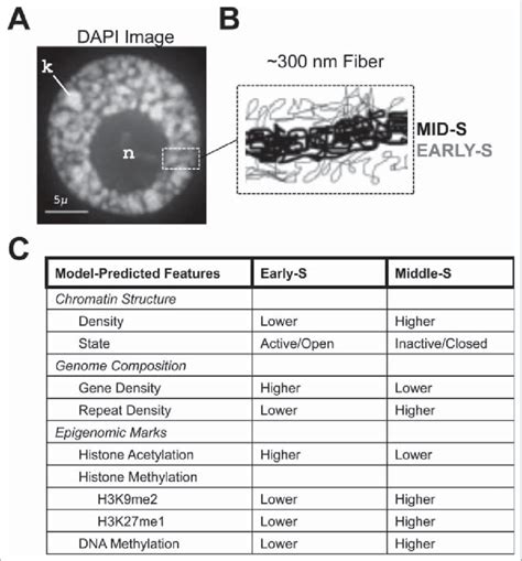 Predicted Chromatin Features Based On The Mini Domain Chromatin Fiber