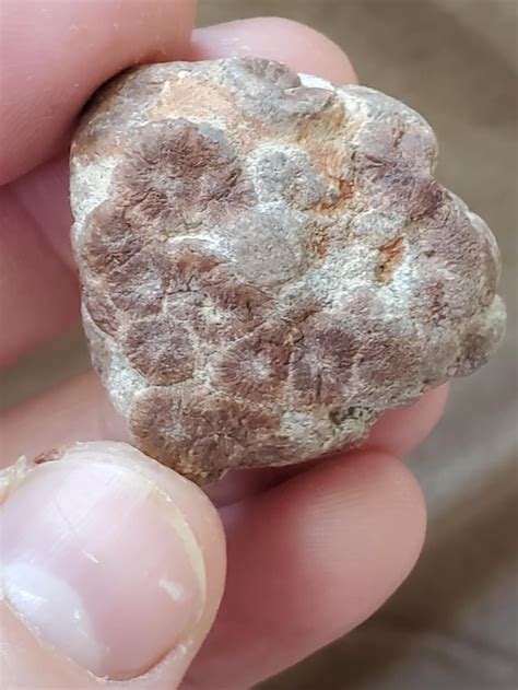 Need Help With Identifying These Fossils Rfossilid