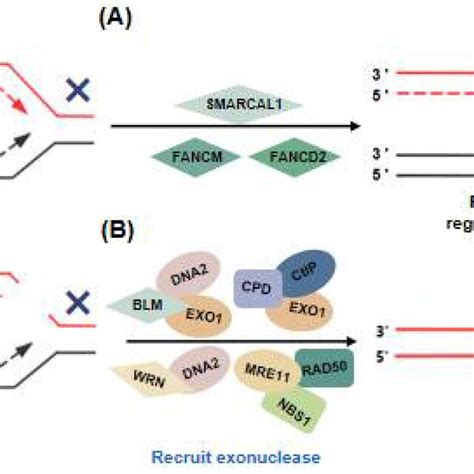 The Processing Of Stalled Replication Fork At Alt Telomeres A Download Scientific Diagram The Processing Of Stalled Replication Fork At Alt Telomeres A Download Scientific Diagram