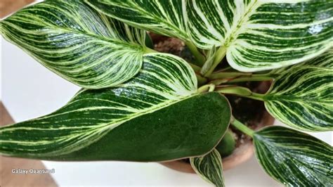 우리 집 필로덴드론 버킨 잎이 참 신기하다 Youtube