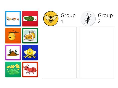 insects sorting group sort
