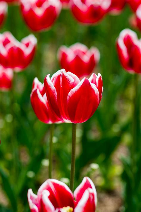 집 밖의 경치 공원 꽃 꽃 사진 꽃 장식 꽃무늬 꽃이 만개한 꽃이 피는 꽃잎 노란 꽃 노란 튤립 노란색