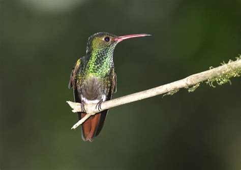 Rufous Tailed Hummingbird Male Tanadayapa Lodge Ecuador Flickr