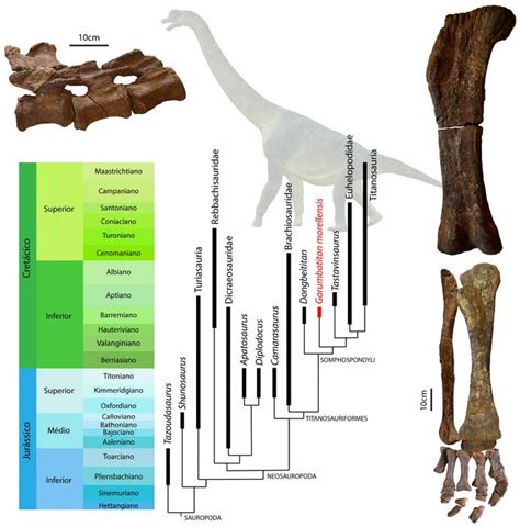 122 Million Year Old Fossil Identified As New Sauropod Species