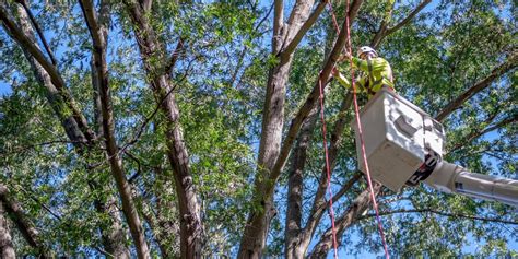 How Much Does Tree Pruning Cost Chicago Land Gardening