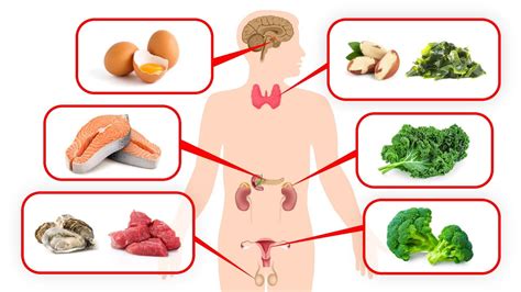 10 Powerful Ways To Enhance Your Endocrine System Health