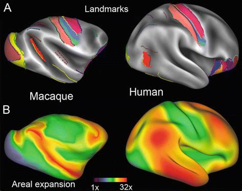 Landmarks Used To Register Macaque To Human Cortex B Areal Expansion Download Scientific