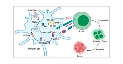 Dendritic Cell Based In Situ Nanovaccine For Reprogramming Lipid Metabolism To Boost Tumor