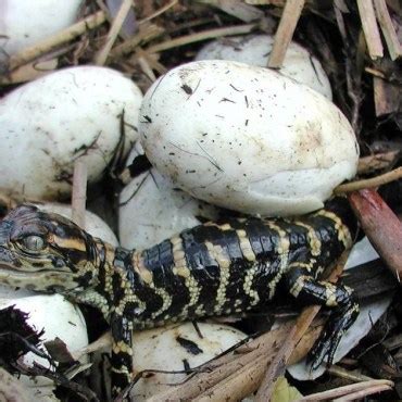 Do Anacondas Lay Eggs Understanding Anaconda Reproduction