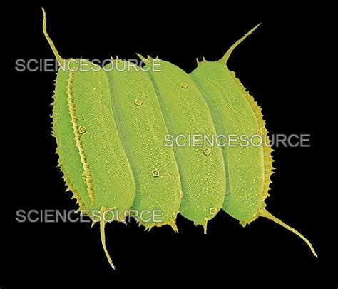 Scenedesmus Algae Sem Stock Image Science Source Images