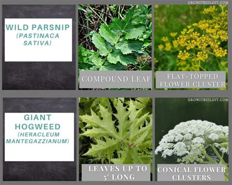 Wild Parsnip Guide To Identification Treatment And Control Growit Buildit
