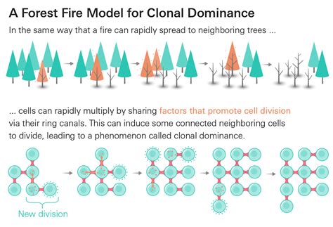 Forest Fire Model Lucy Reading