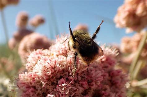 California Bumble Bee Atlas