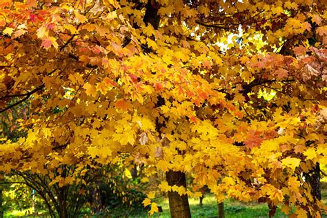 Maple Tree Leaves Turning Yellow And Falling Off In Winter Season Infoupdate Org