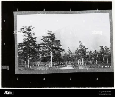 Tree Identification Form General Photographs Relating To National Forests Resource